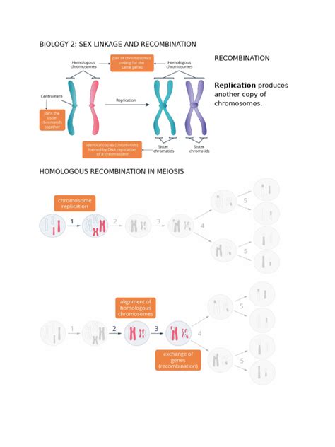 Biology 2 Sex Lingkage And Recombination Pdf Genotype Genetic