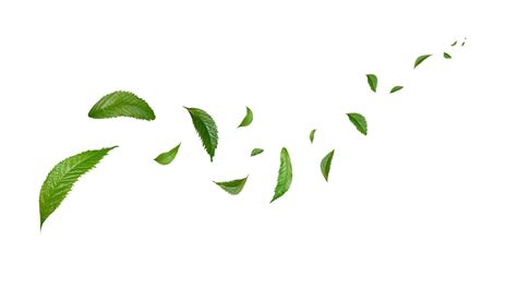 Premium Photo Green Floating Leaves Flying Leaves Green Leaf Dancing