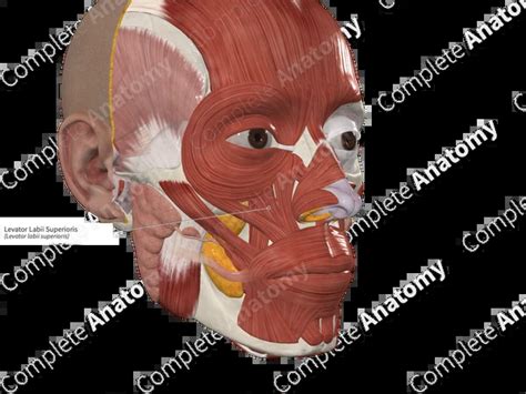 Levator Labii Superioris Complete Anatomy
