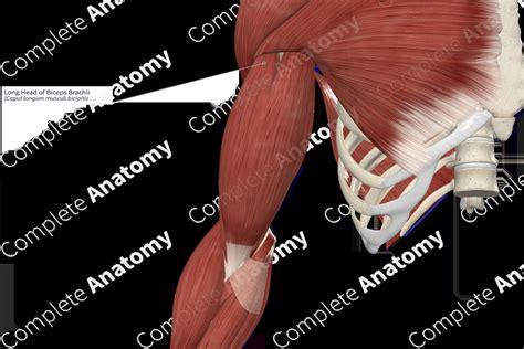 Long Head Of Biceps Brachii Complete Anatomy