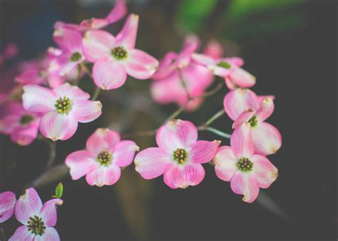 무료 이미지 꽃잎 식물학 담홍색 플로라 야생화 매크로 사진 꽃 피는 식물 연간 공장 육상 식물 6126x4376 112674 무료 이미지