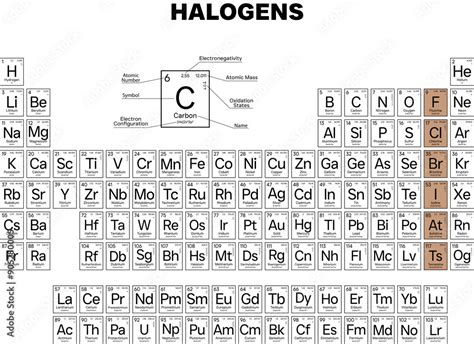 Halogens In The Periodic Table Of Elements Correct Sequence Of Elements High Resolution
