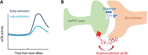 Endocannabinoids Modulate Fear Extinction Controlled By A Cortical Amygdala Projection Neuron