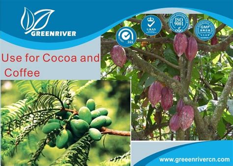 Mixture Metalaxyl 12 Copper Oxide 60 Wp Organic Fungicide Cocoa Tree And Coffee Tree