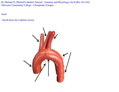 Aorta Diagram Quizlet Aorta Diagram Quizlet