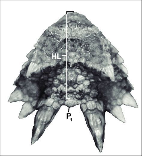 Dorsal View Of The Head Of An Adult Phrynosoma Cornutum Twc 15129