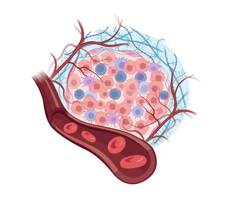 Tumor Microenvironment Elahi Lab
