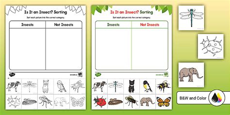 is it an insect cut and paste sorting activity for k 2nd grade