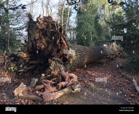Trunk Roots Hi Res Stock Photography And Images Alamy