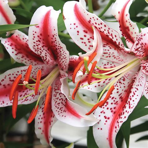 Lilium Dizzy O Brent And Beckys Bulbs