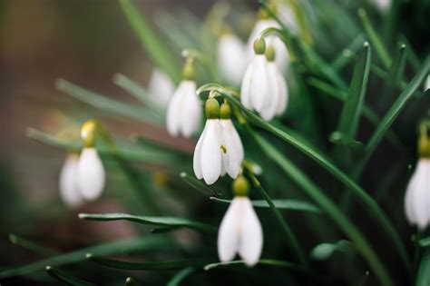 Premium Photo White Snowdrops Flowers In Garden Or Forest Spring