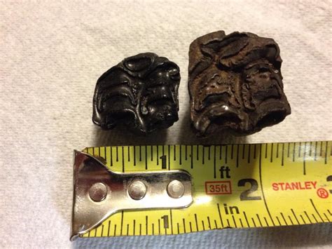 Nannippus Fossil Id The Fossil Forum