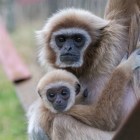 Lar Gibbon Camperdown Wildlife Centre
