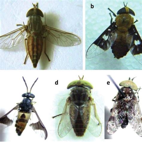 Photos Showing Representative Species Of Each Genus Identified A Download Scientific Diagram