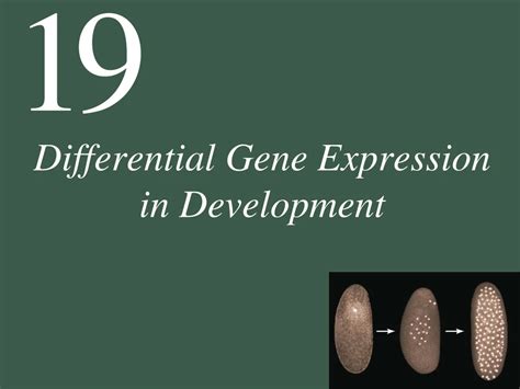 Ppt Differential Gene Expression In Development Powerpoint Presentation Id 9087165
