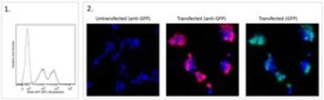 Gfp Mouse Biotin Clone 1a12 6 18 Bd 0 1mg Biotin Antibodies