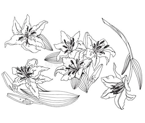 Lilly Lineart Stock Illustrations 25 Lilly Lineart Stock Illustrations Vectors And Clipart