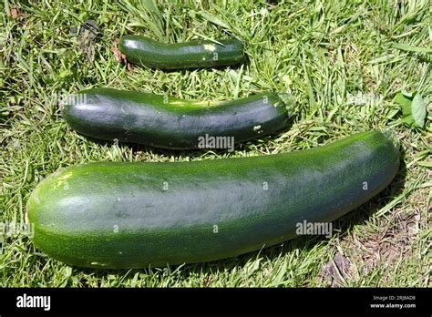 Three Sizes Of Courgette From The Same Plant Ranging From Small To