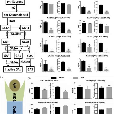 Transcriptional Levels Of Gas Metabolic Genes And Signaling Pathway