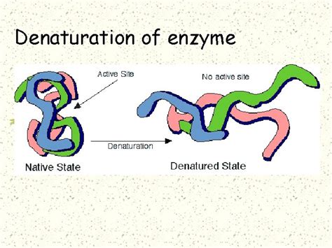 An Introduction To Metabolism And Enzymes Metabolism Is