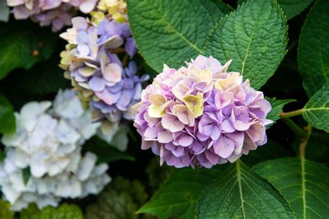 Hydrangea Flower Petals Flowers Plant Photography Illustration Psd