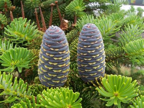 Know Your Evergreens How To Tell The Difference Between A Pine Spruce And Fir Tree Garden