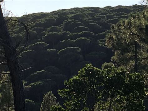 Pin By Mark Borowski On Spanish Scenery By Mark Borowski Scenery Plants Garden