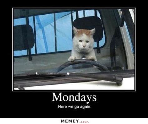 Angry Cat Driving Memes