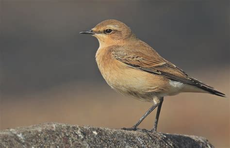 Northern Wheatear Female Birdforum
