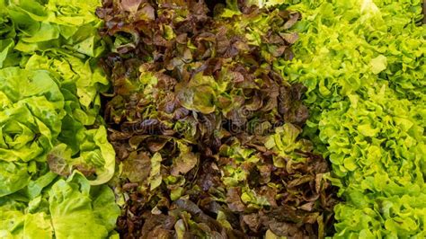 Different Types Of Fresh Lettuce Green Salad As A Background Stock Photo Image Of Growing