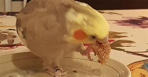 Birb Eating Bread Album On Imgur