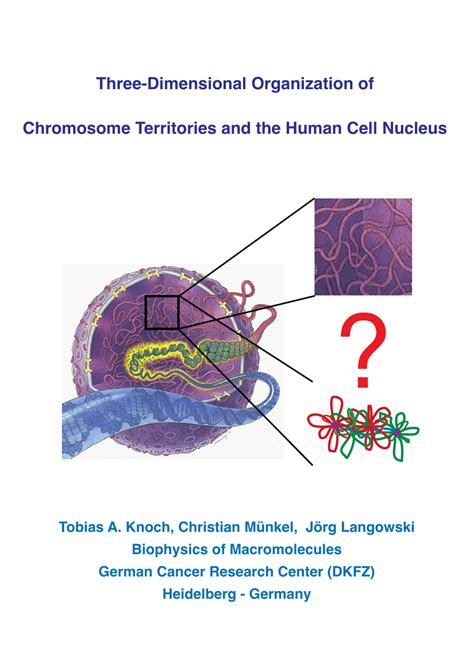 Pdf Approaches Leading To The Three Dimensional Organization Of The Human Interphase Nucleus