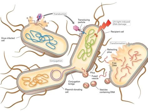 Overview Of Bacterial And Archaeal Genetics‼️ Dna Mutations And… Hanaa Fayed