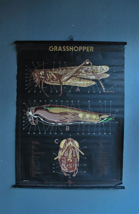 1930s Hand Stenciled Grasshopper Chart Etsy Hand Stencil Stencils