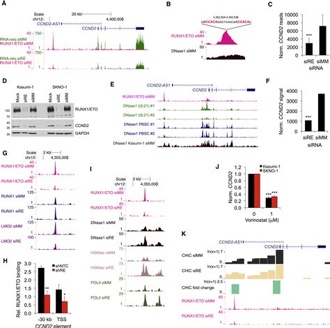 the oncogenic transcription factor runx1 eto corrupts cell cycle