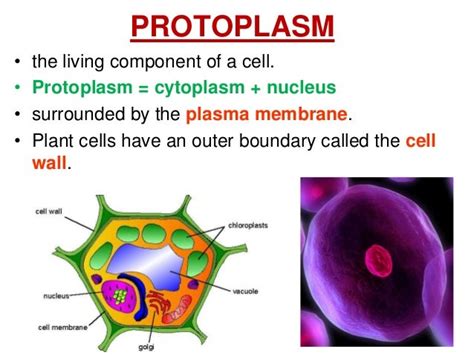 Biology Form 4 Chapter 2 Part 1 Cell Structure