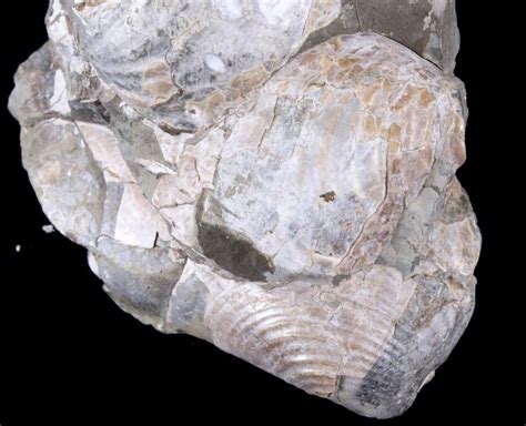 Montana Fossil Inoceramus Clams On Bear Paw Shale