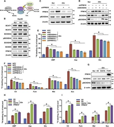If 9 995 Cell Reports 代谢重编程：破坏谷氨酰胺成瘾，支链氨基酸分解代谢维持肝癌进展 知乎