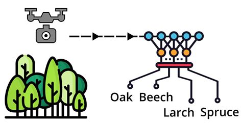 Remote Sensing Free Full Text CNN Based Tree Species Classification Using High Resolution