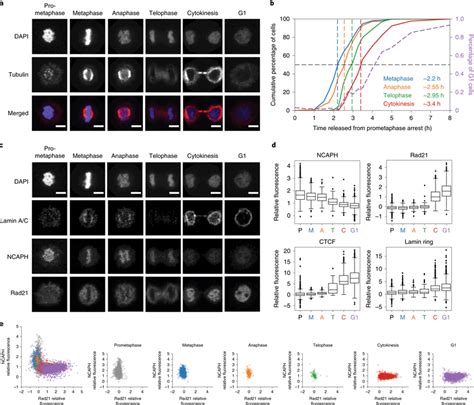 Chromatin Colocalization Dynamics Of Condensins And Cohesin During