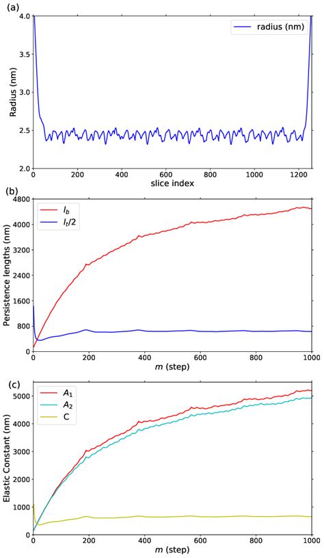 A Radius As A Function Of Position B M Dependent Persistence Download Scientific Diagram