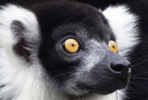 Lab 7 Primates And Chiroptera Flashcards Quizlet