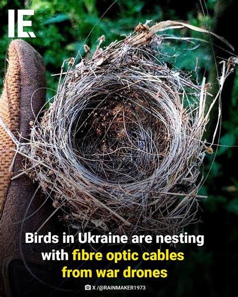 Interesting Near The Frontlines In Ukraine Birds Are Using Fibre