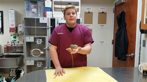 How To Give Your Reptile Injections Youtube