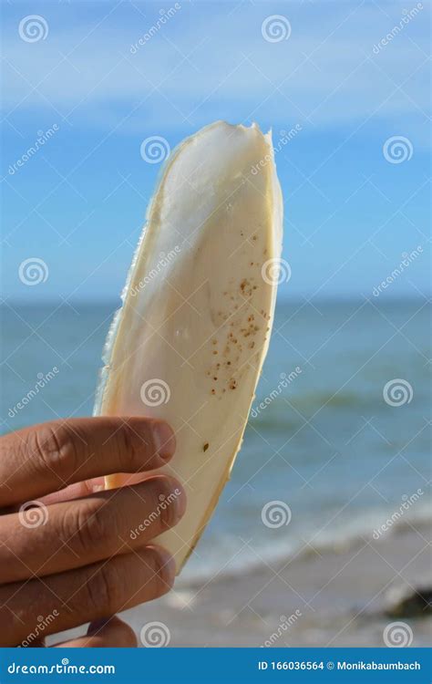 The Internal Shell Or Bone Of Dead Cuttlefish Cuttlefish Bone On