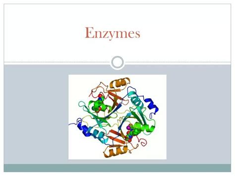 Ppt Enzymes Powerpoint Presentation Free Download Id1936659