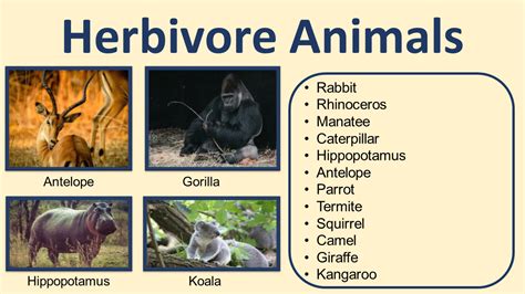 Herbivorous Animals Names
