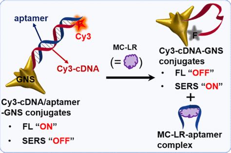 A Fluorescence And Surface Enhanced Raman Spectroscopic Dual Modal Aptasensor For Sensitive