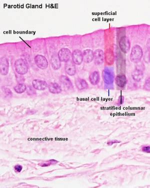 Salivary Gland Development Embryology