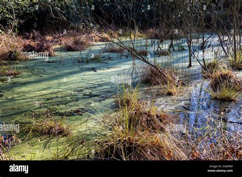A Pingo Pool On The Pingo Trail In Winter The Brecks Norfolk England